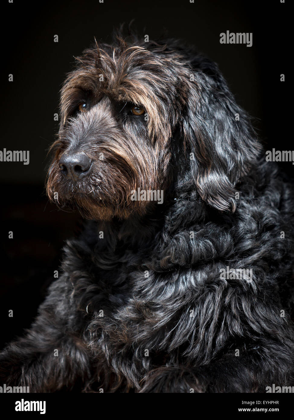 Black labradoodle hi-res stock photography and images - Alamy