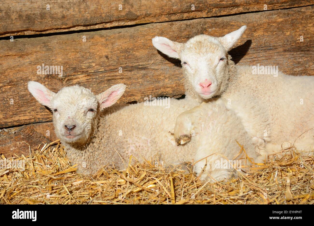 Lamb lying down hi-res stock photography and images - Alamy