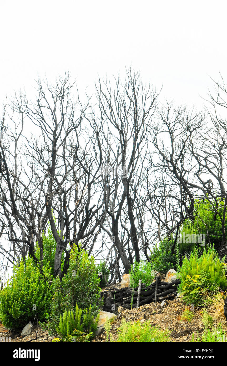 Hot fire smoke burn effects hi-res stock photography and images - Alamy