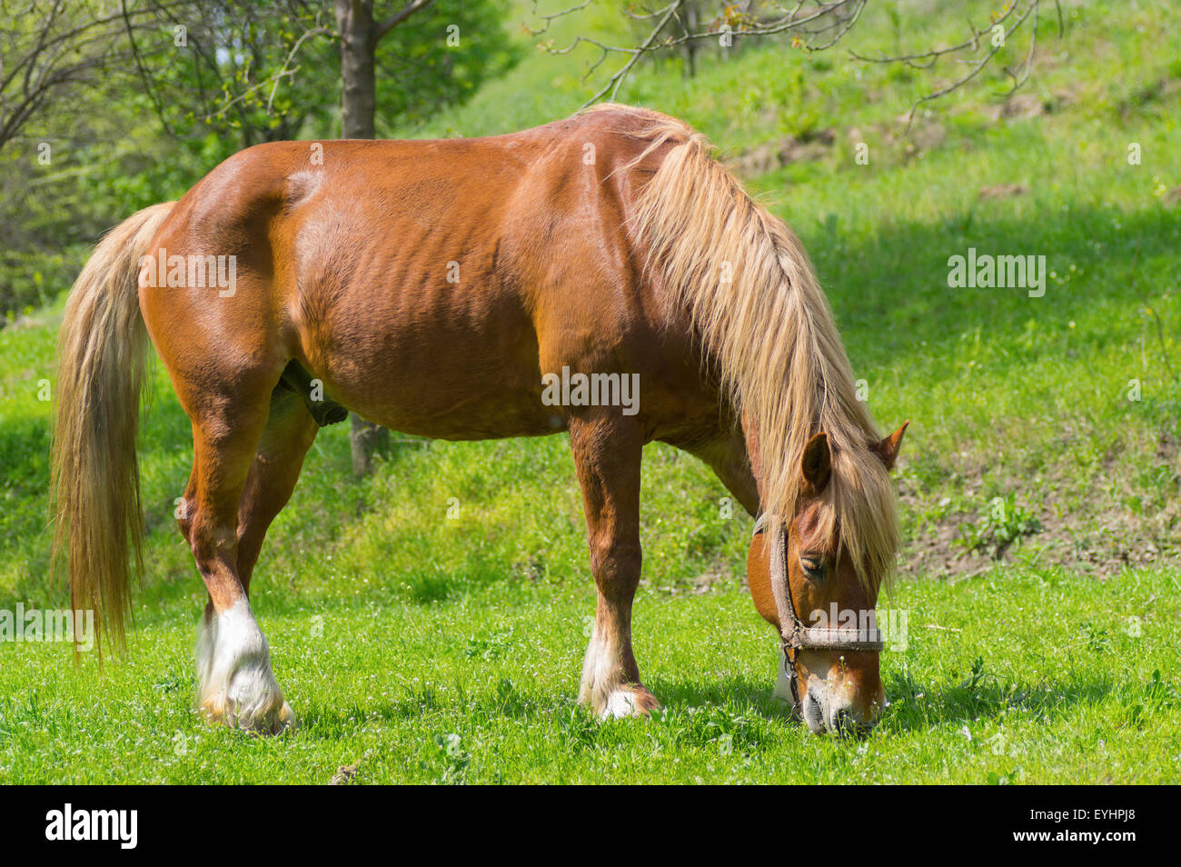Portrait of draft horse on a spring pasture Stock Photo - Alamy