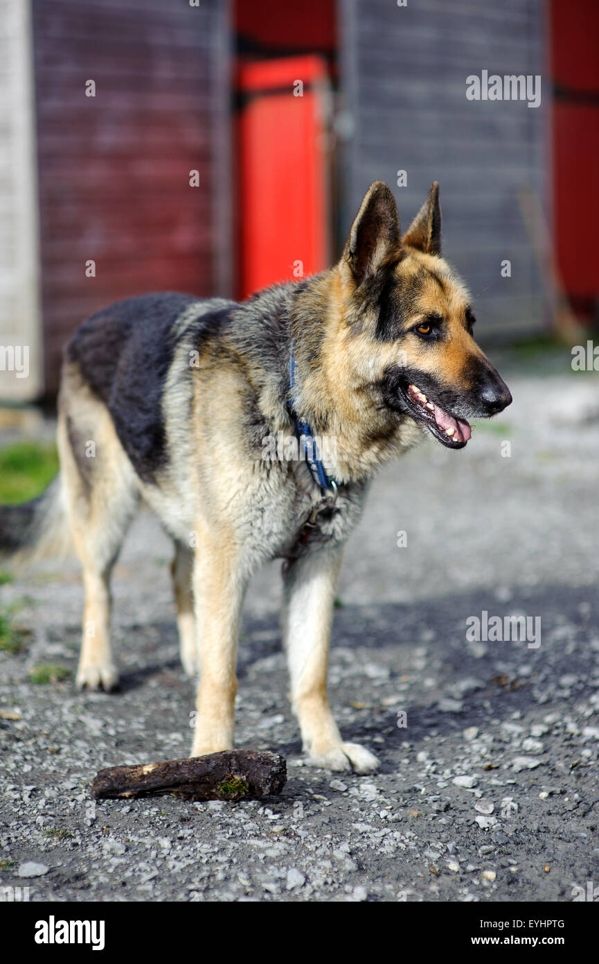 Grey german shepherd dog hi-res stock photography and images - Alamy