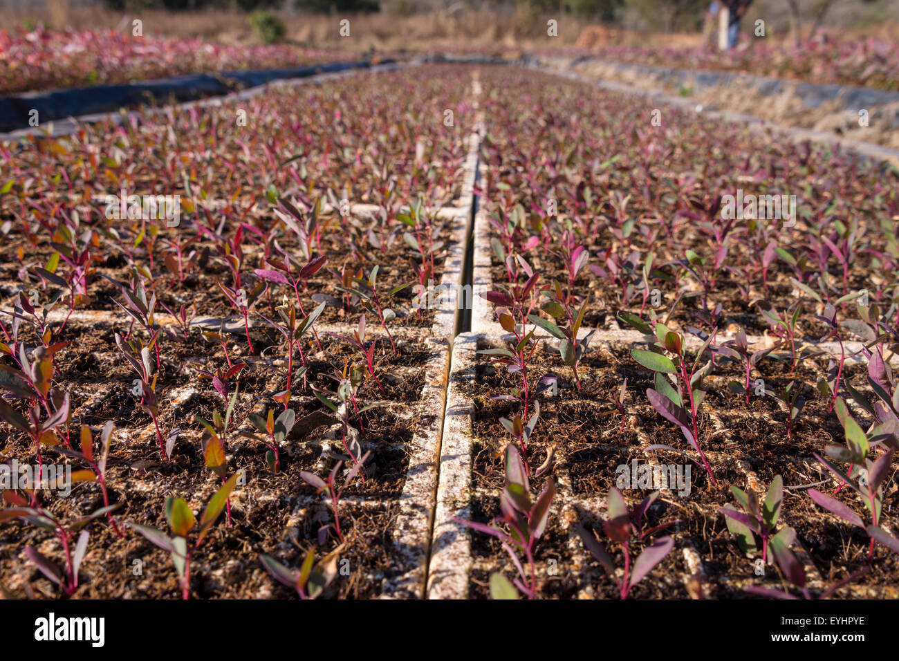 Gum Tree Seedlings High Resolution Stock Photography and Images - Alamy