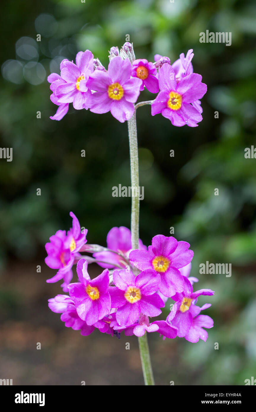 Poissonii hi-res stock photography and images - Alamy