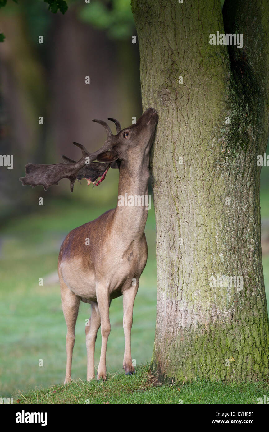 Fallow deer reaching up tree Stock Photo - Alamy