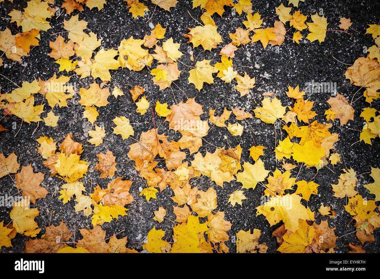 Orange autumn leaves on asphalt Stock Photo - Alamy