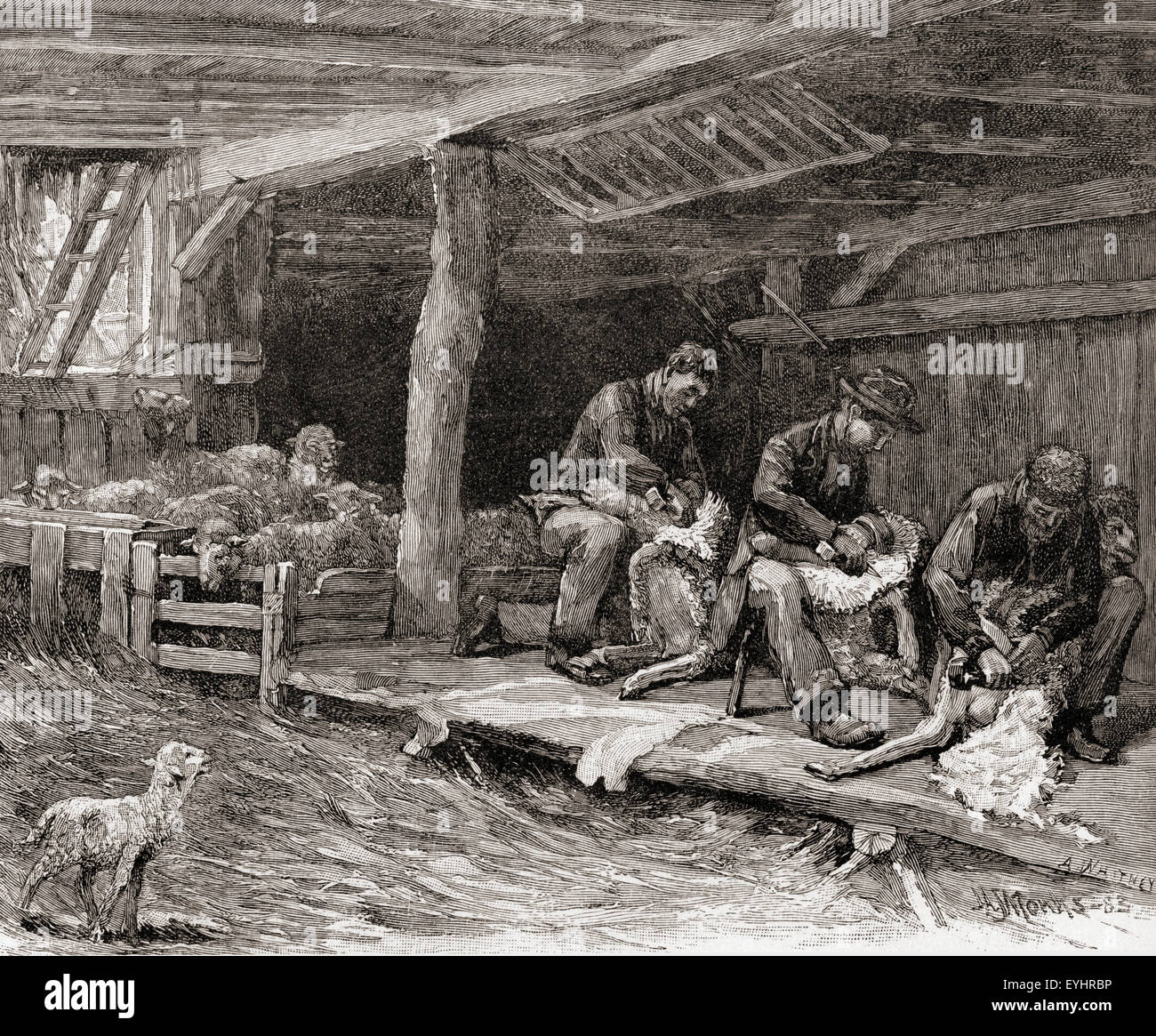 Sheep shearing historical hi-res stock photography and images - Alamy