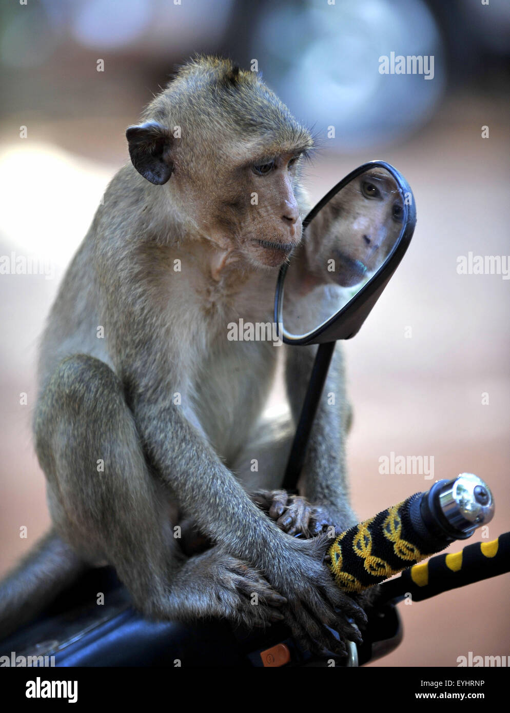 Monkey looks in a motorbike mirror, Cambodia Stock Photo - Alamy