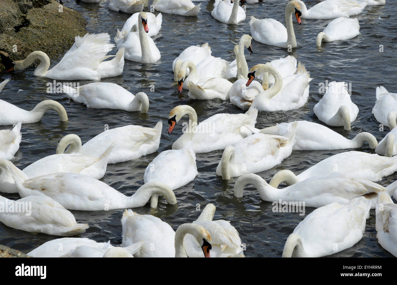 Swan at abbotsbury swannery hi-res stock photography and images - Alamy