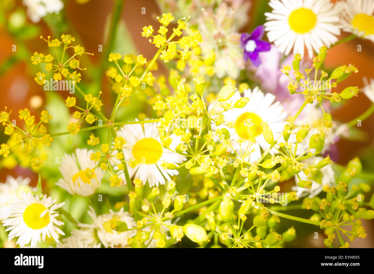 Bunch of wildflowers hi-res stock photography and images - Alamy