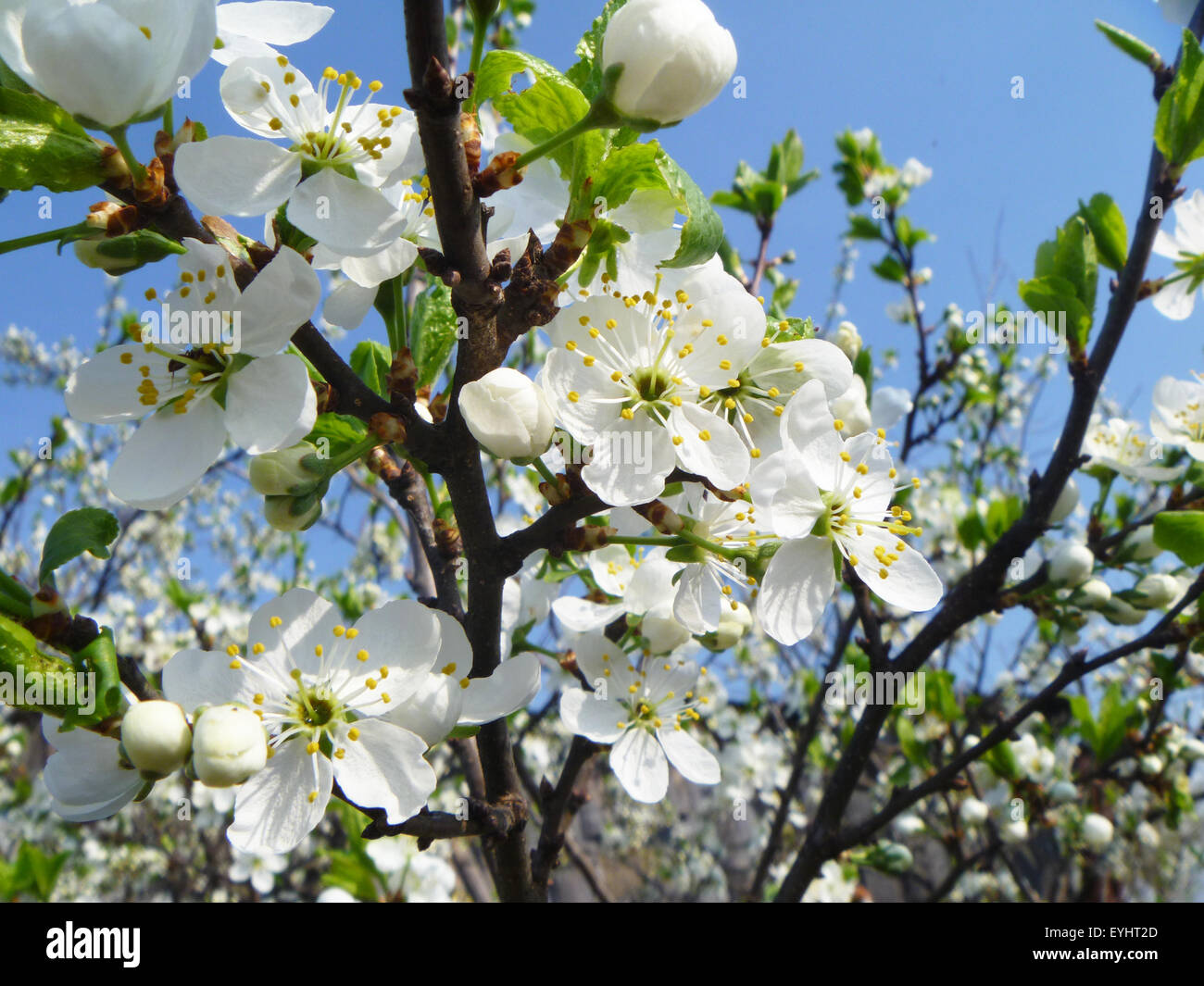 White flower in spring garden Stock Photo - Alamy
