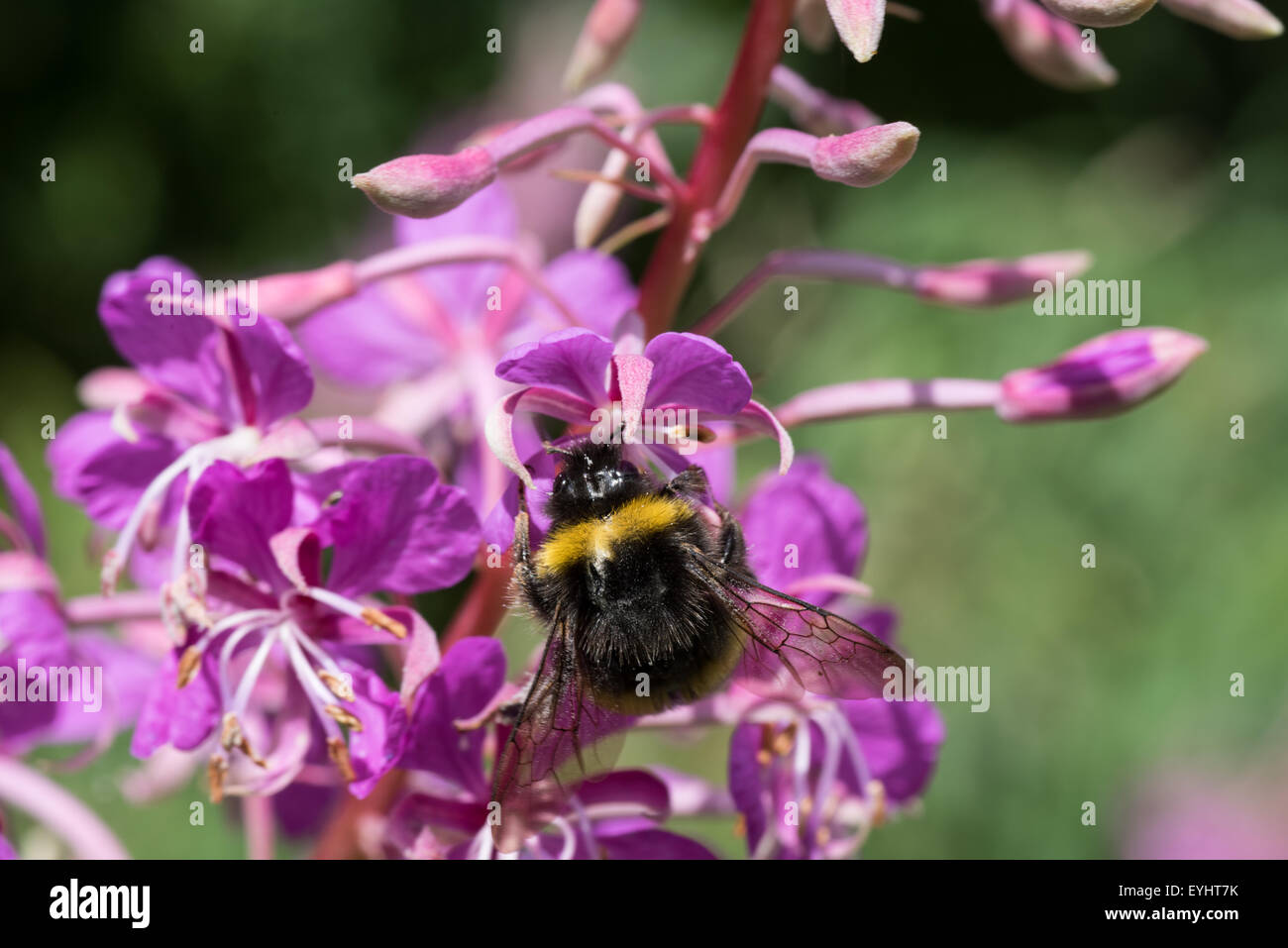 A bumblebee getting pollen from Purple loosestrife uk Stock Photo - Alamy