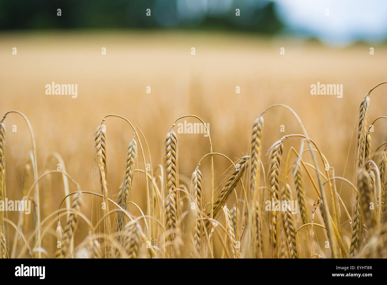 shafts of corn in a cornfield Cannock staffordshire uk Stock Photo - Alamy