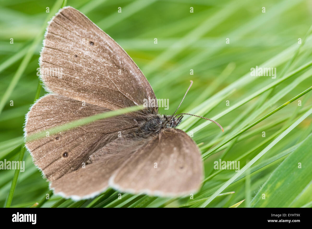 Ringlet butterfly in the grass Stock Photo - Alamy