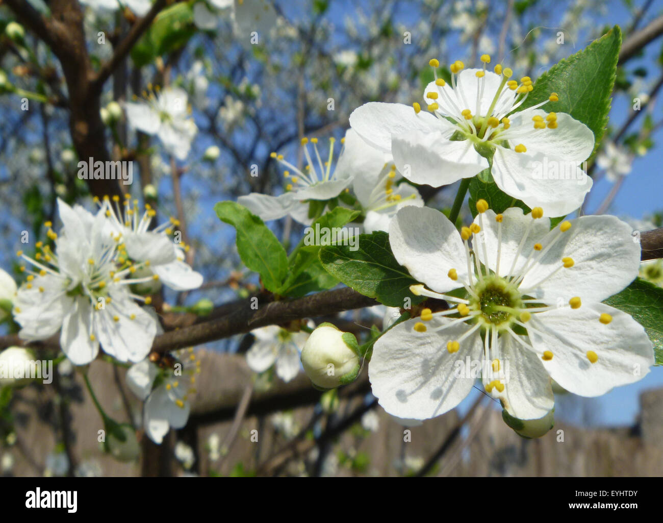 White flower in spring garden Stock Photo - Alamy