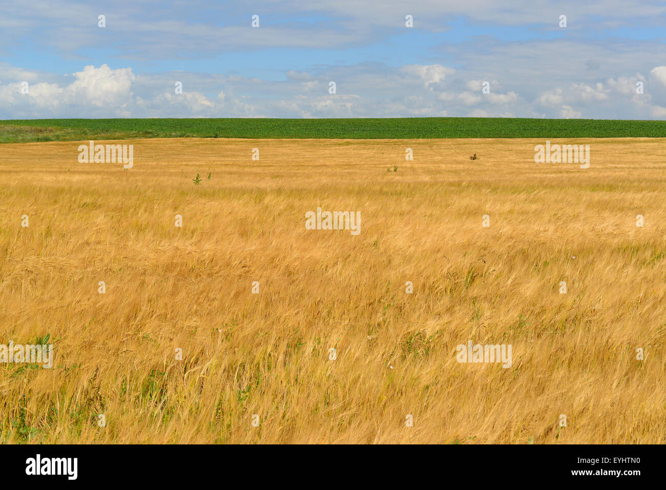 Ripe rye field on a sunny day in July Stock Photo - Alamy