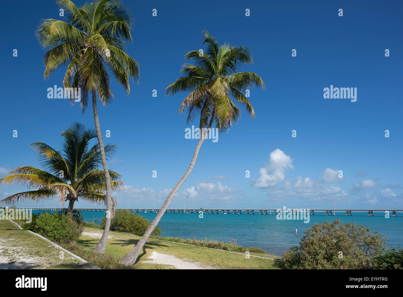 PALM TREES CALUSA BEACH BAHIA HONDA STATE PARK BAHIA HONDA KEY FLORIDA ...
