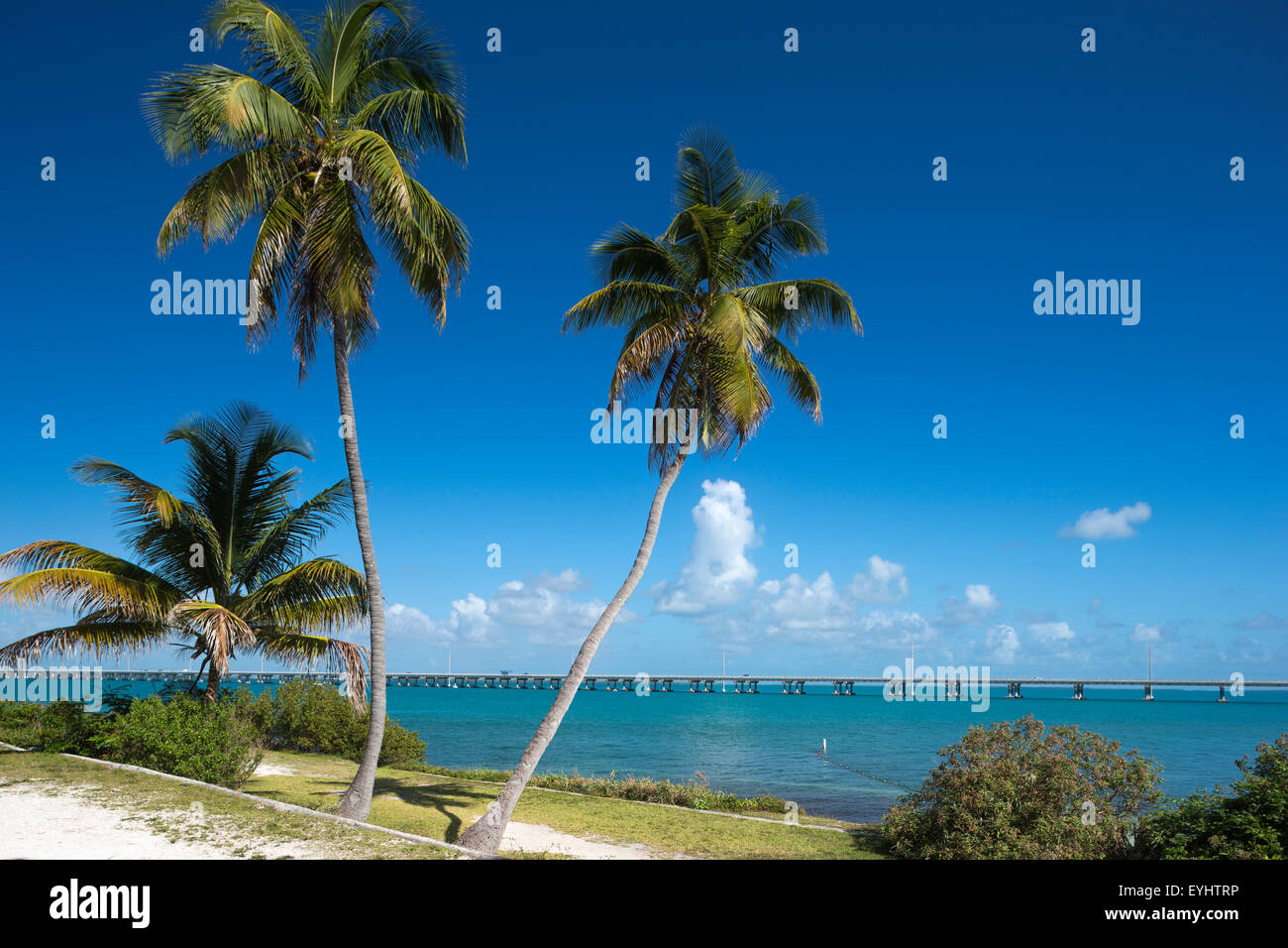 PALM TREES CALUSA BEACH BAHIA HONDA STATE PARK BAHIA HONDA KEY FLORIDA ...