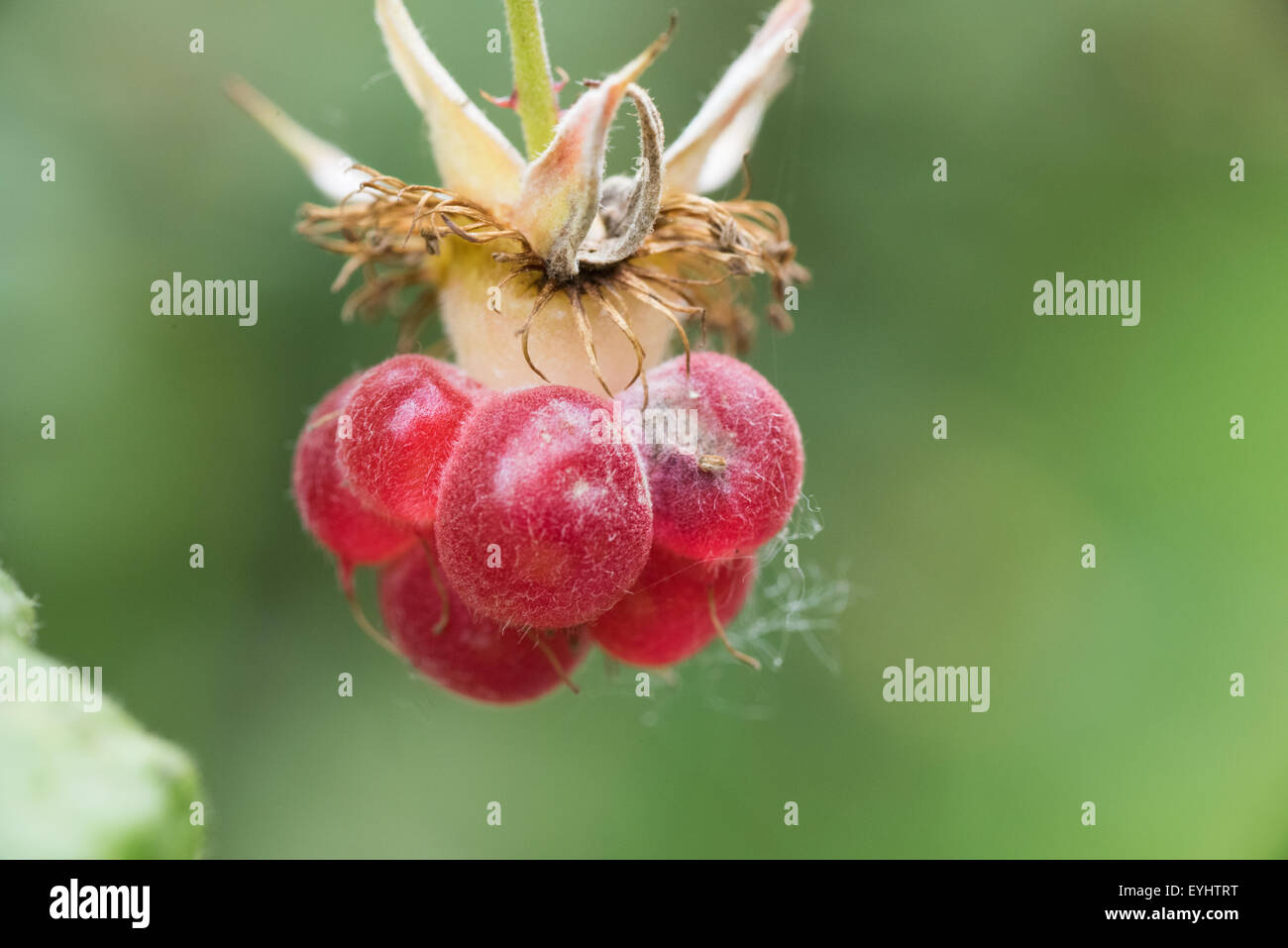 Wild Red berries Stock Photo - Alamy