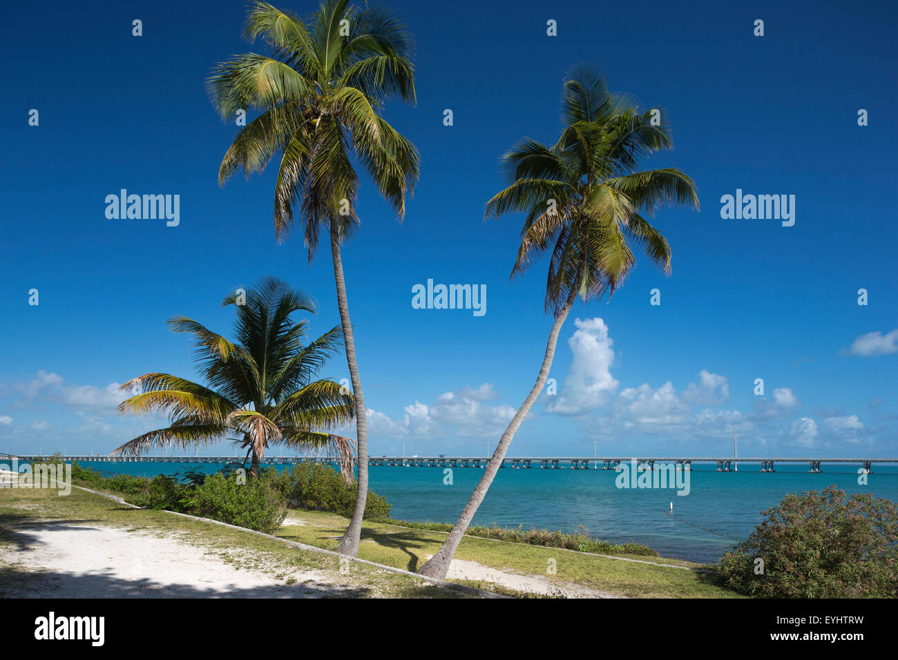 PALM TREES CALUSA BEACH BAHIA HONDA STATE PARK BAHIA HONDA KEY FLORIDA ...