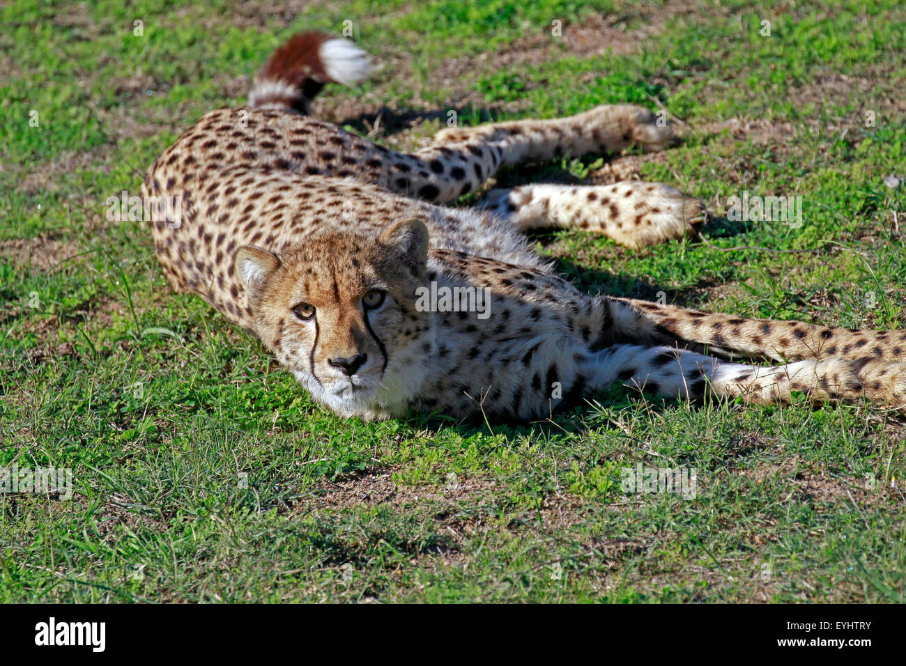 Project cheetah hi-res stock photography and images - Alamy