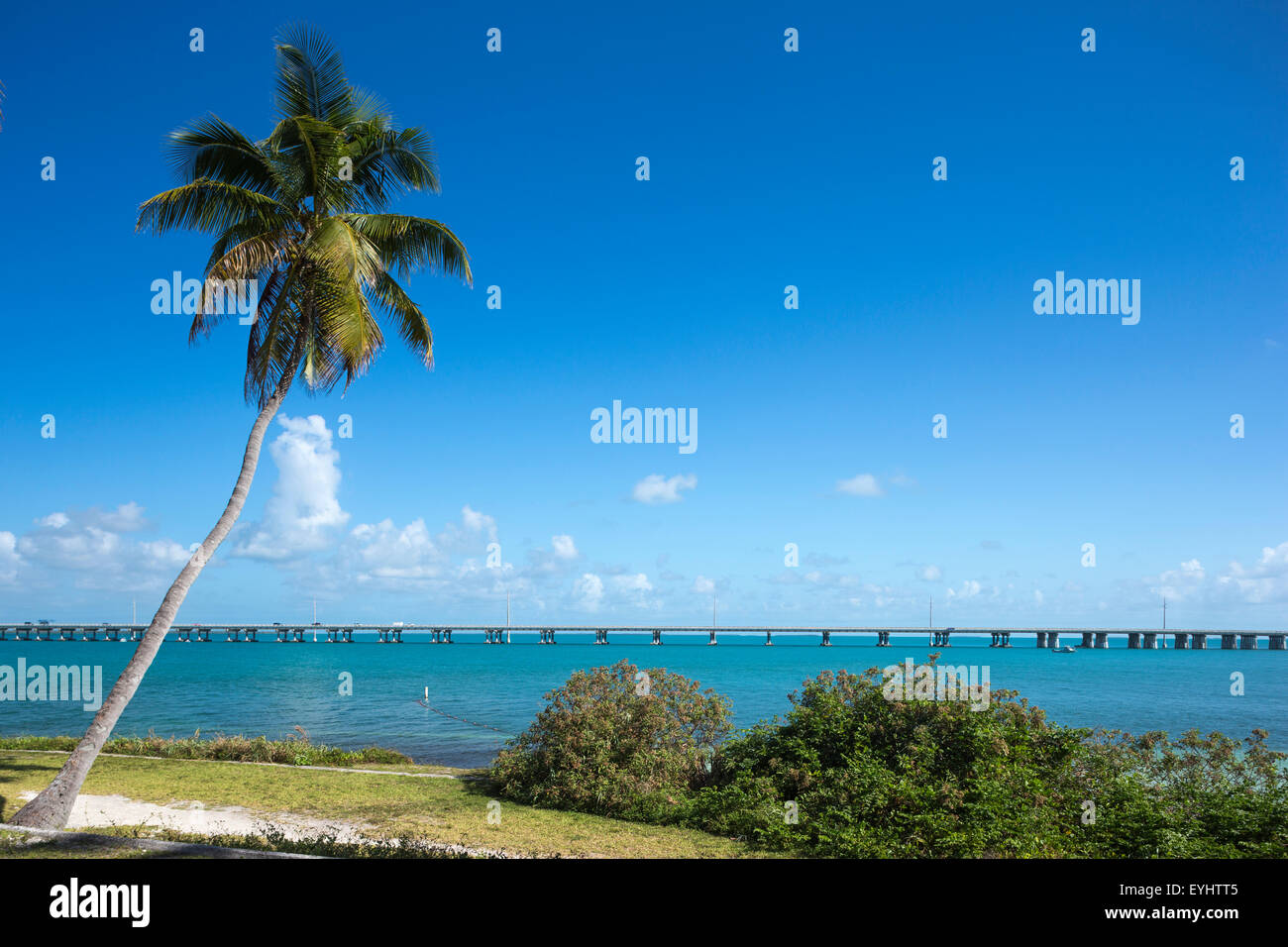 PALM TREE CALUSA BEACH BAHIA HONDA STATE PARK BAHIA HONDA KEY FLORIDA ...