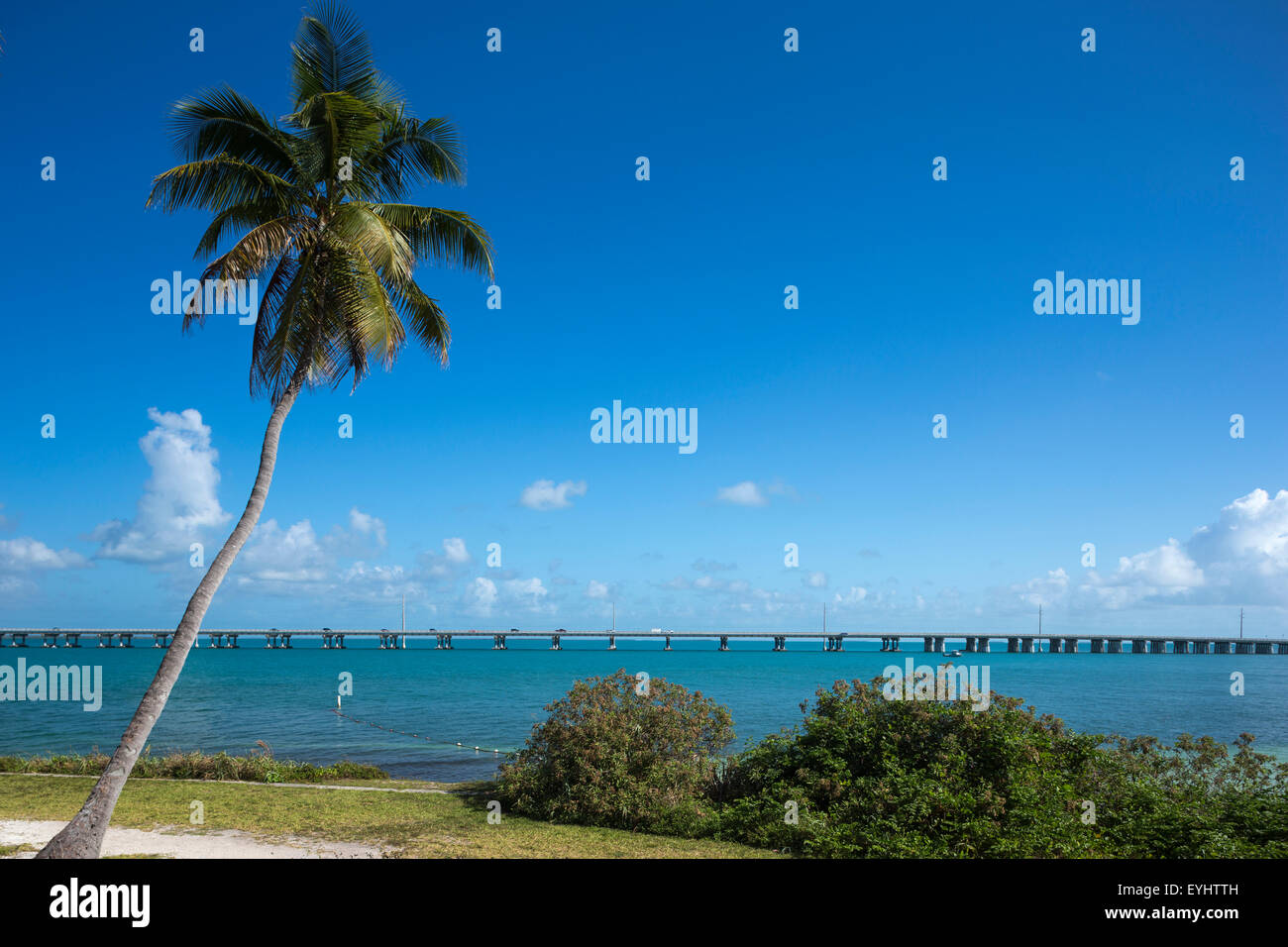PALM TREE CALUSA BEACH BAHIA HONDA STATE PARK BAHIA HONDA KEY FLORIDA ...