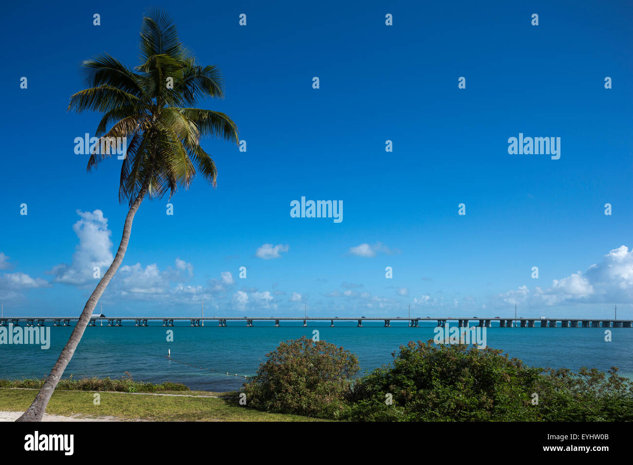 PALM TREE CALUSA BEACH BAHIA HONDA STATE PARK BAHIA HONDA KEY FLORIDA ...