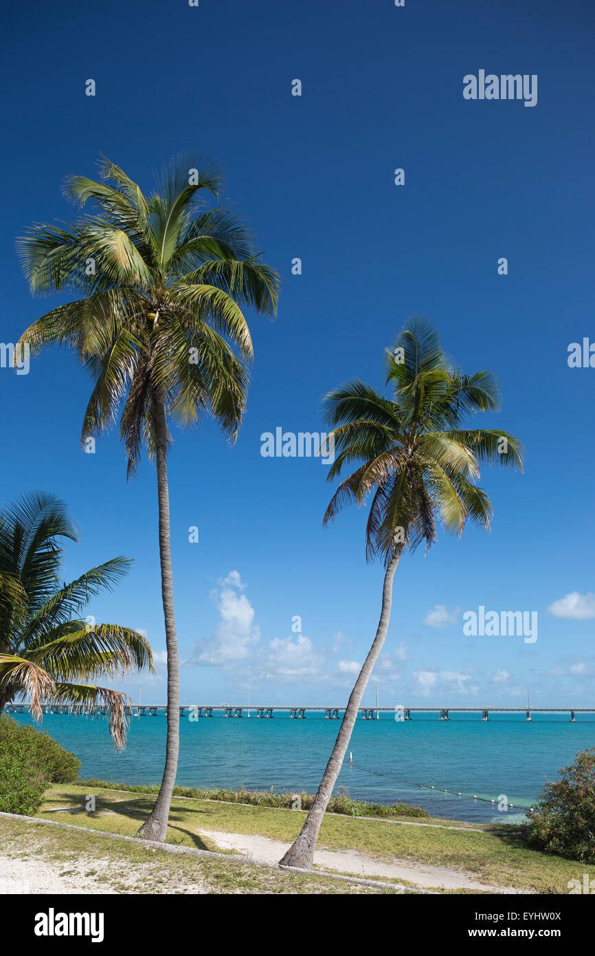 PALM TREES CALUSA BEACH BAHIA HONDA STATE PARK BAHIA HONDA KEY FLORIDA ...