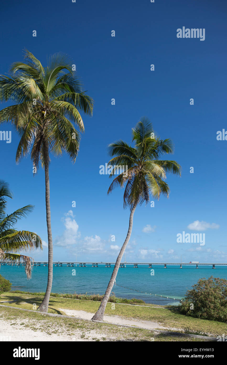 PALM TREES CALUSA BEACH BAHIA HONDA STATE PARK BAHIA HONDA KEY FLORIDA ...