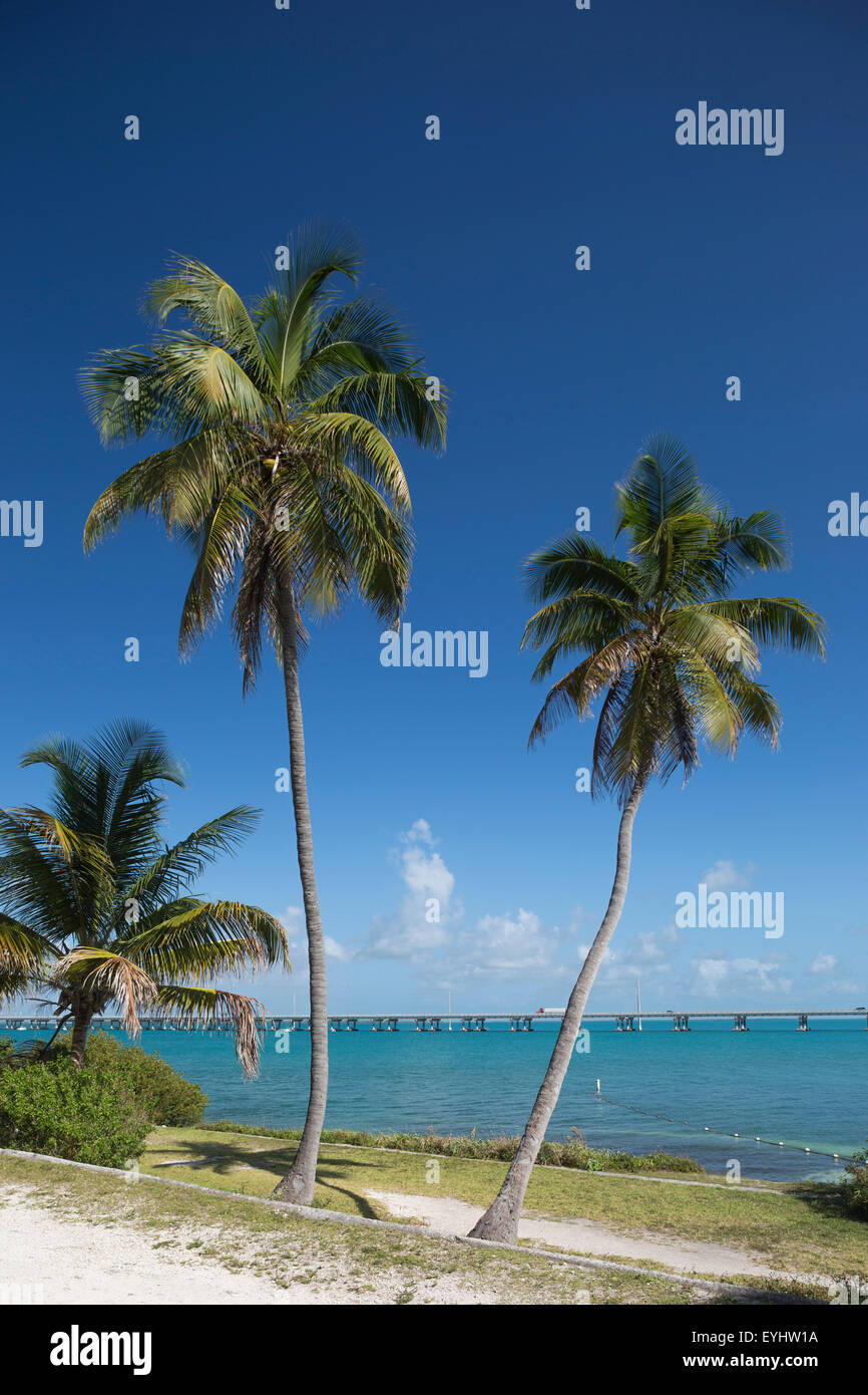 PALM TREES CALUSA BEACH BAHIA HONDA STATE PARK BAHIA HONDA KEY FLORIDA ...