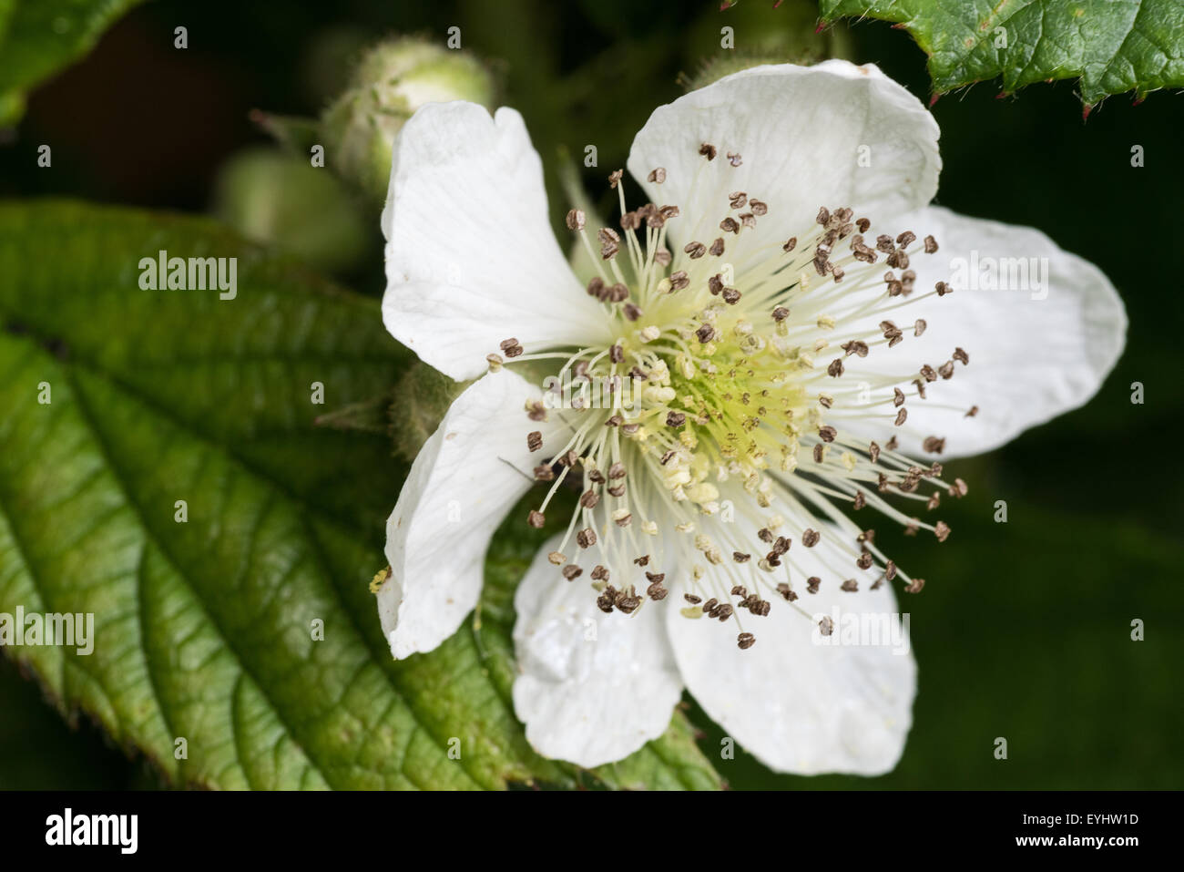 White Hawthorne flower Stock Photo - Alamy