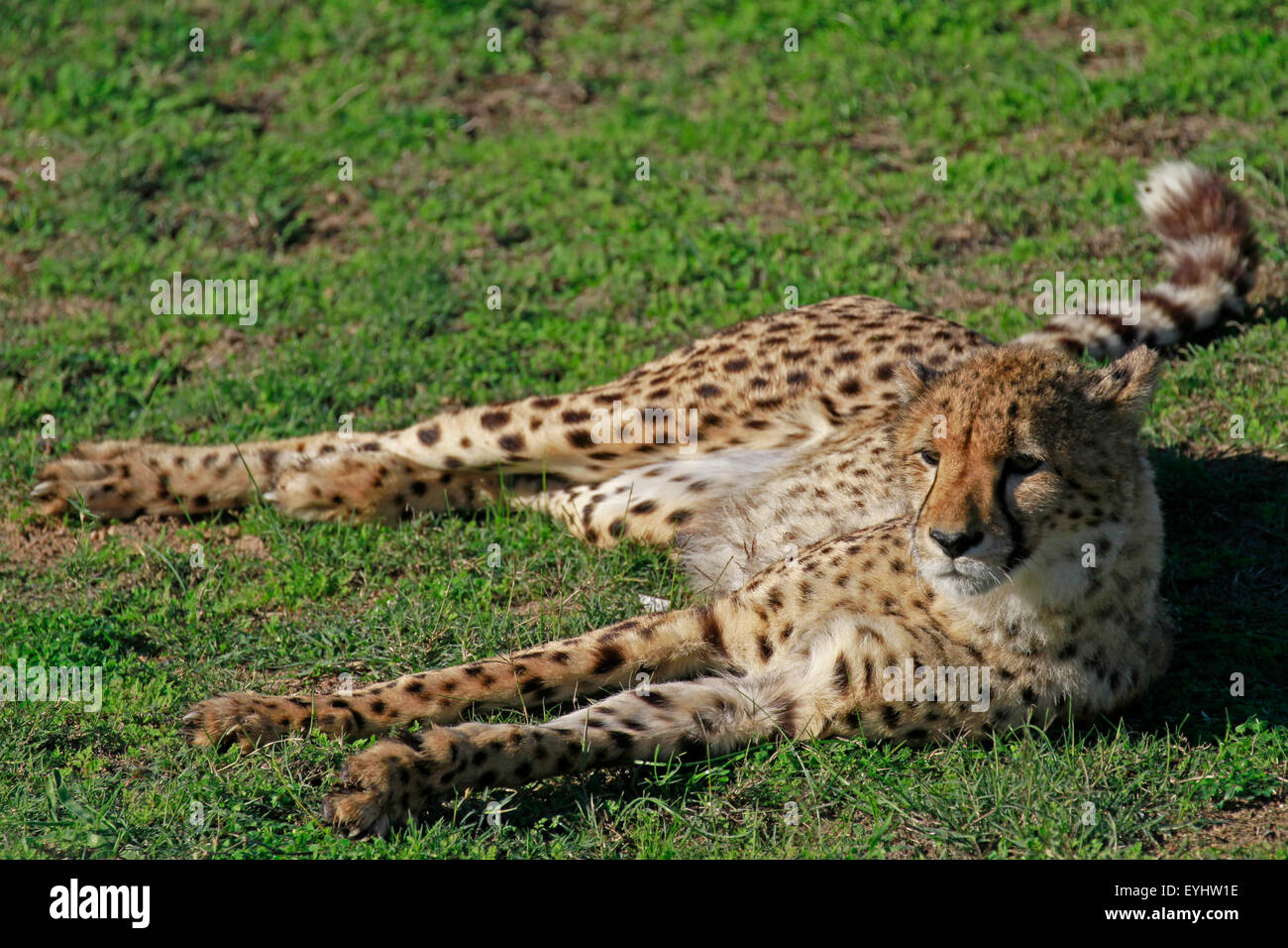 Cheetah outreach hi-res stock photography and images - Alamy