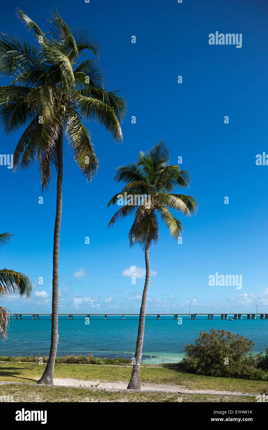 PALM TREES CALUSA BEACH BAHIA HONDA STATE PARK BAHIA HONDA KEY FLORIDA ...