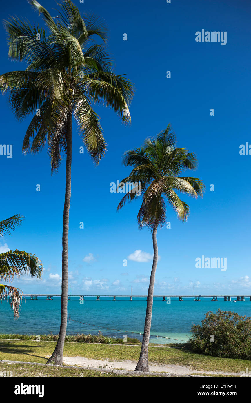 PALM TREES CALUSA BEACH BAHIA HONDA STATE PARK BAHIA HONDA KEY FLORIDA ...