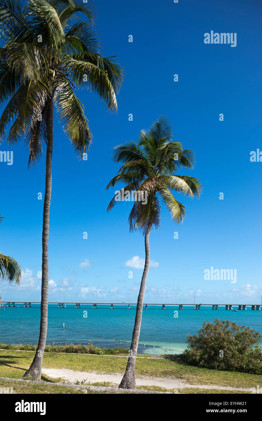 PALM TREES CALUSA BEACH BAHIA HONDA STATE PARK BAHIA HONDA KEY FLORIDA ...