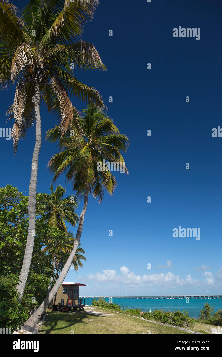 PALM TREES CALUSA BEACH BAHIA HONDA STATE PARK BAHIA HONDA KEY FLORIDA ...