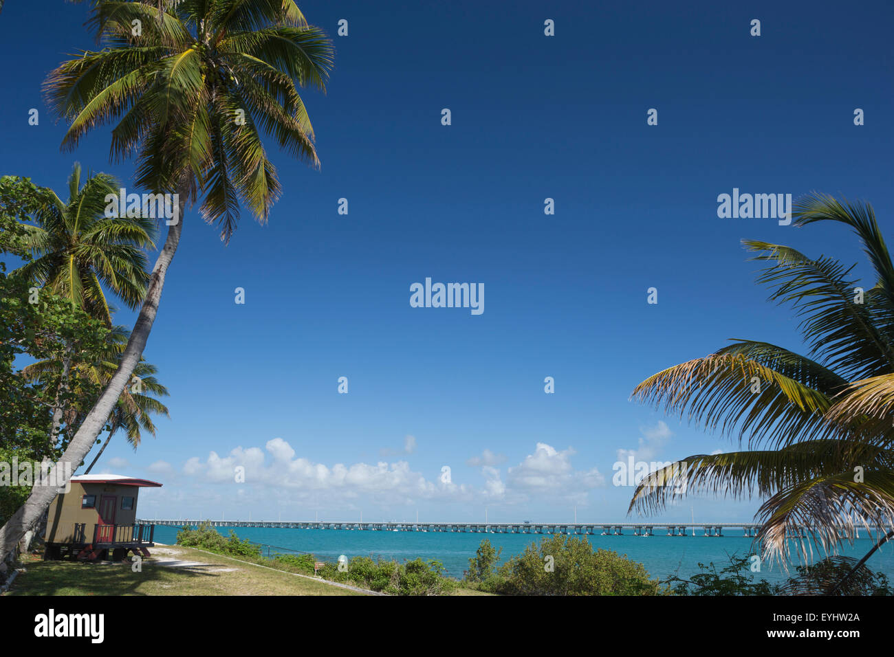 PALM TREES CALUSA BEACH BAHIA HONDA STATE PARK BAHIA HONDA KEY FLORIDA ...