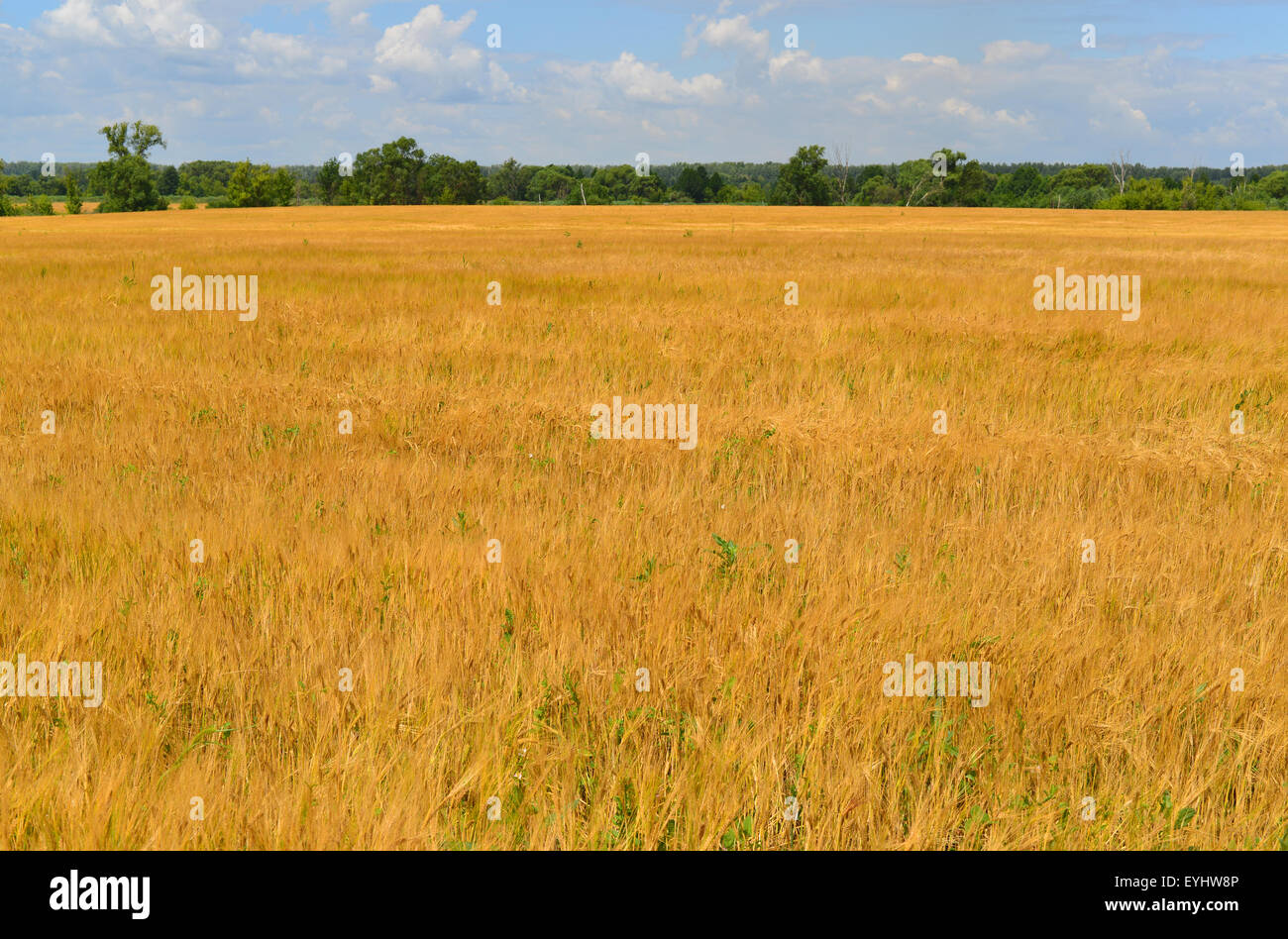 Ripe rye field on a sunny day in July Stock Photo - Alamy