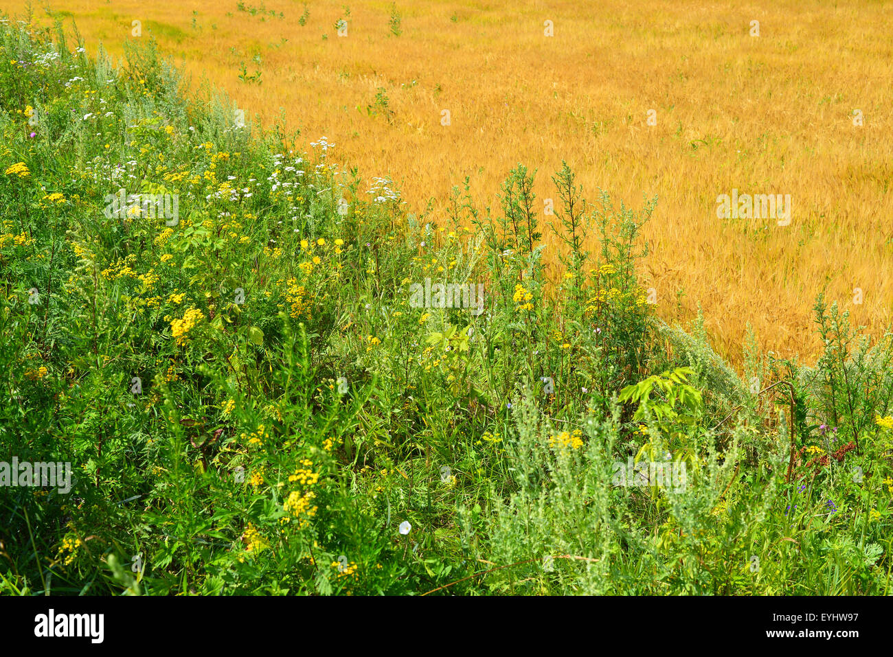 Ripe rye field on a sunny day in July Stock Photo - Alamy