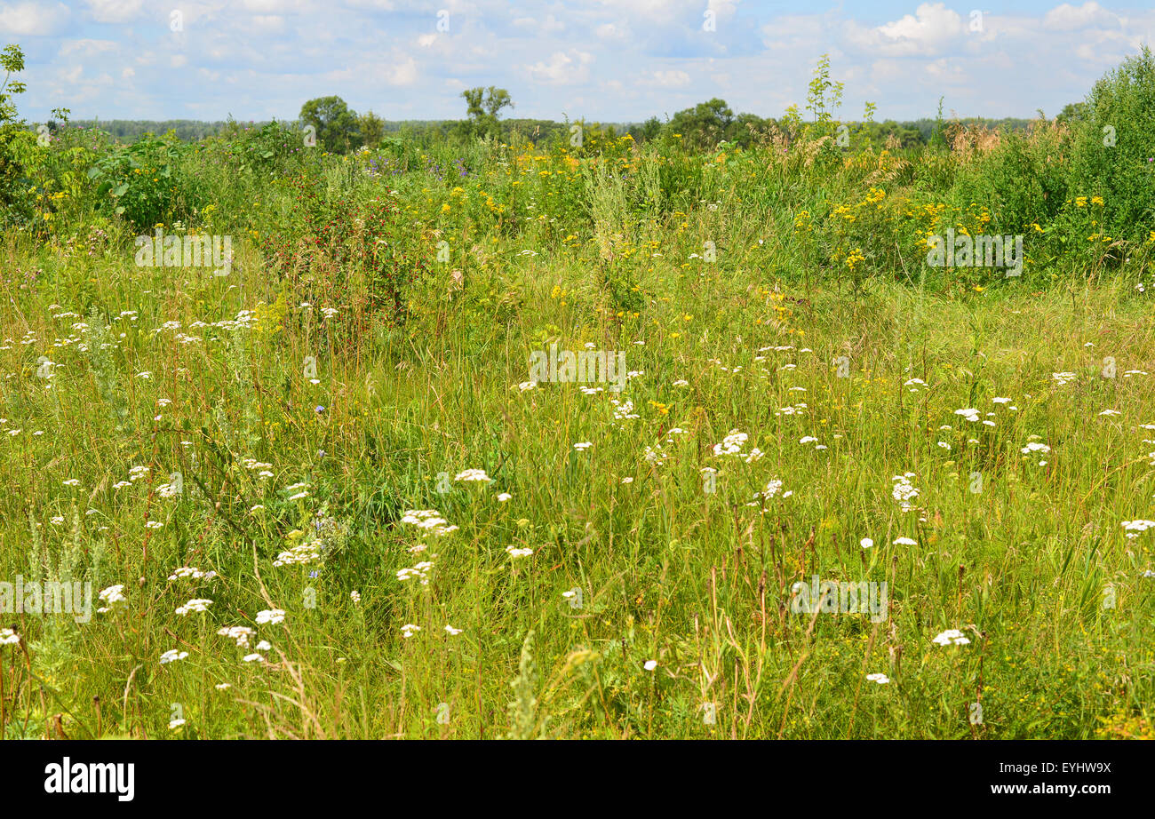 Rural nature wildflowers hi-res stock photography and images - Alamy
