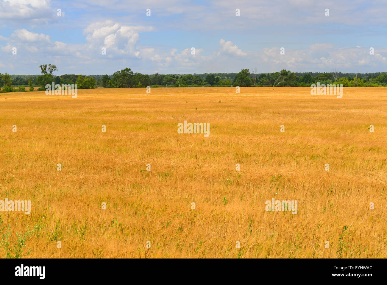 Ripe rye field on a sunny day in July Stock Photo - Alamy