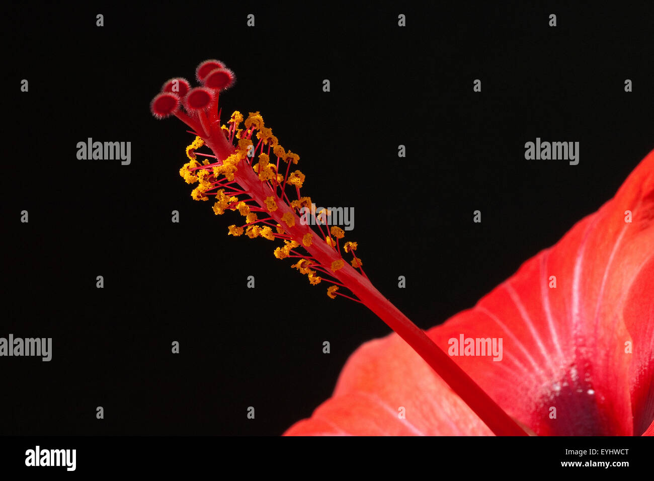 Hibiskus rosa sinensis hi-res stock photography and images - Alamy