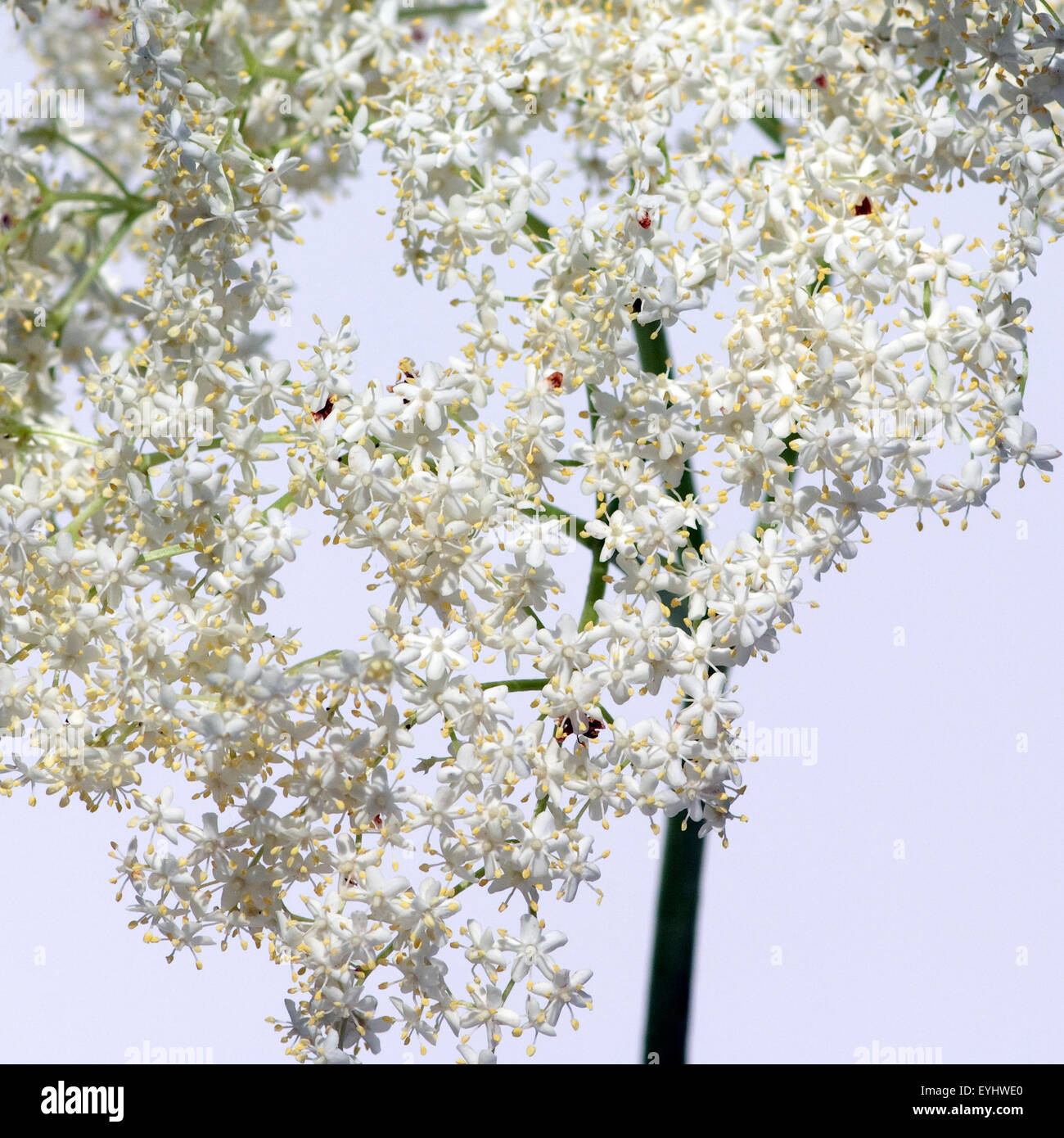 Weisser, Holunder; Haschberg; Holunderbeere; Sambucus, nigra ...