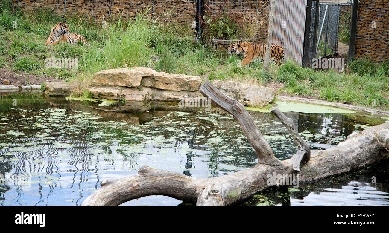 Sumatran tigers in their Tiger Territory outdoor enclosure at London Zoo Stock Photo - Alamy