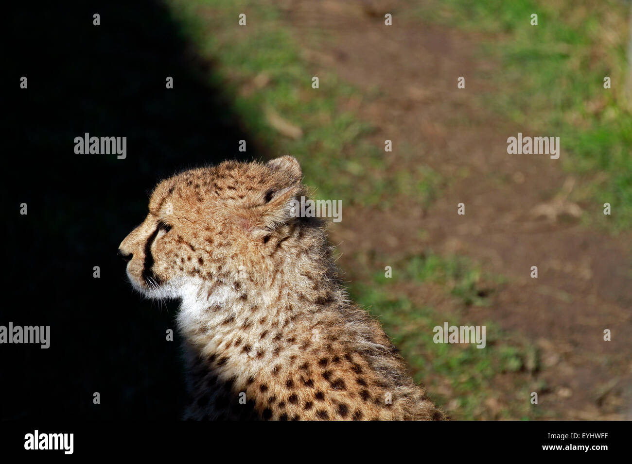 Cheetah outreach hi-res stock photography and images - Alamy