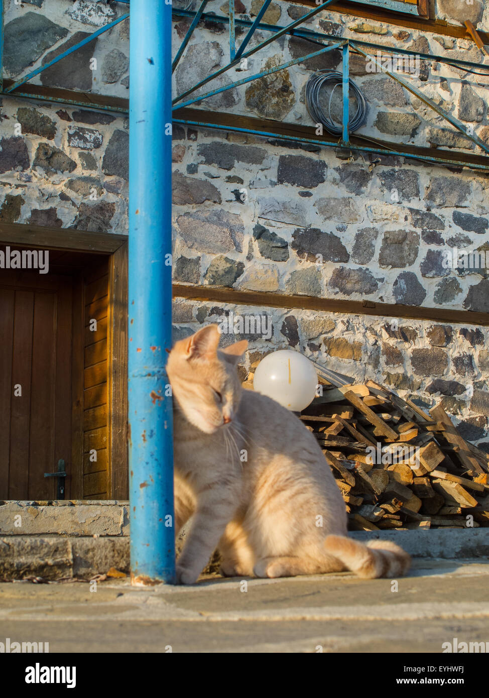 Cat walk tail hi-res stock photography and images - Alamy
