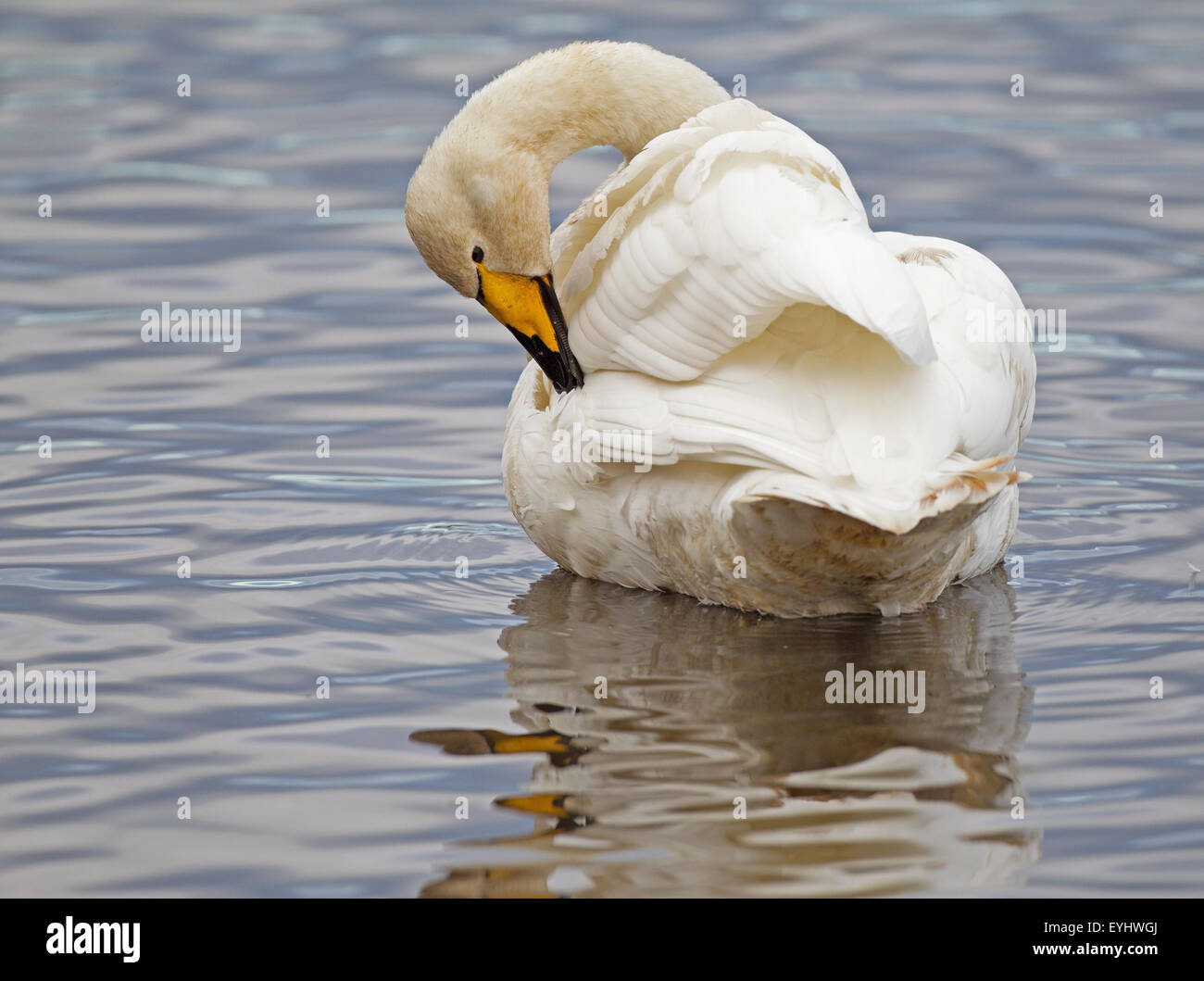 Whooper swan beak hi-res stock photography and images - Alamy