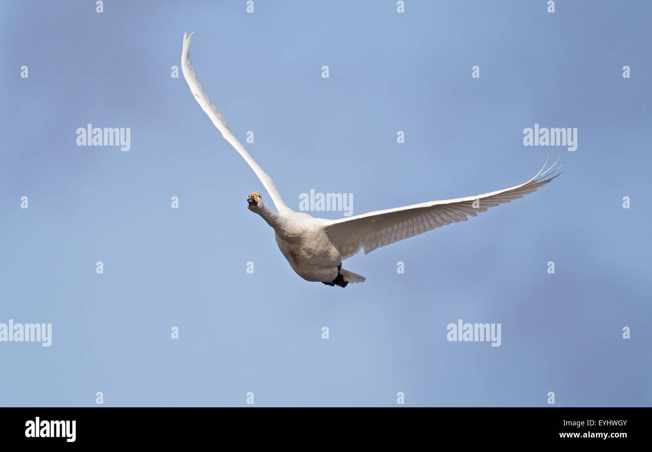 Whooper Swan in flight Stock Photo - Alamy