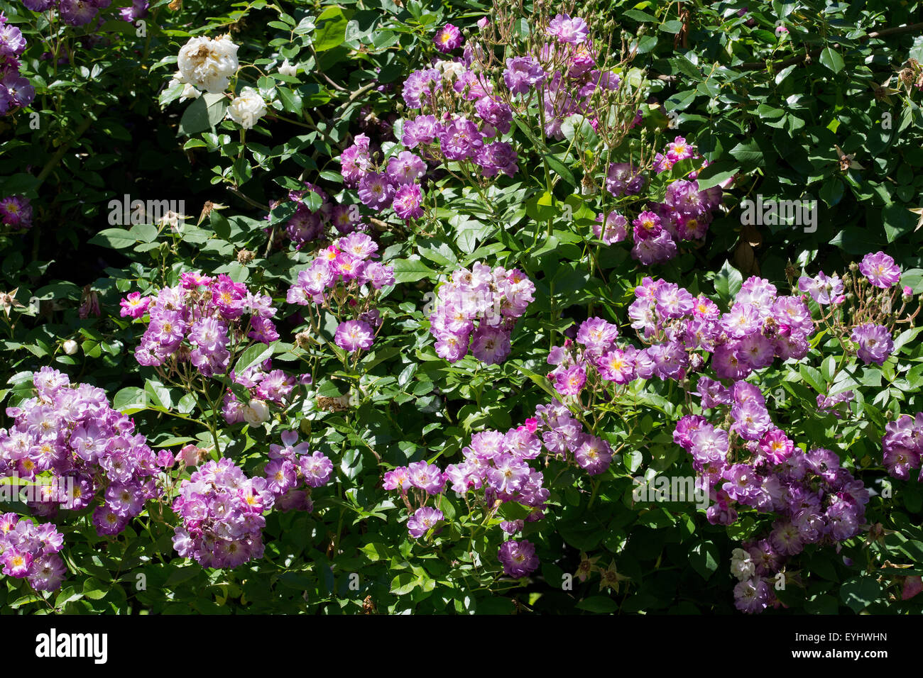 Veilchenblau hi-res stock photography and images - Alamy