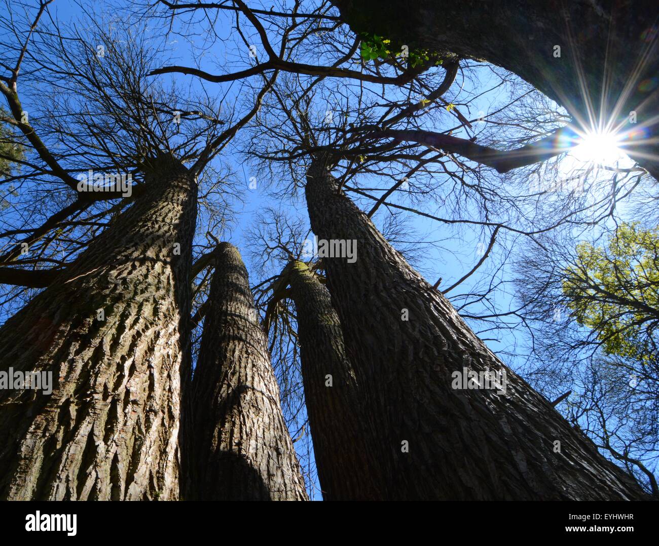 Sun tree hi-res stock photography and images - Alamy